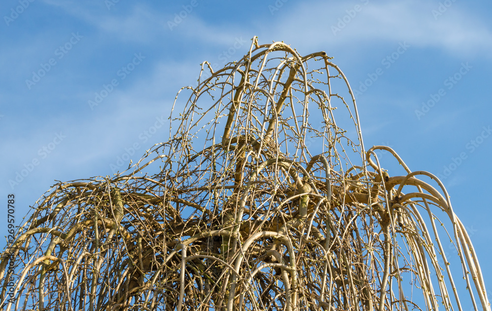 Weeping mulberry - (morus alba pendula) in spring with small green buds ...