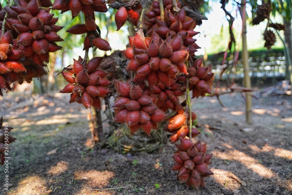 Salak Tree