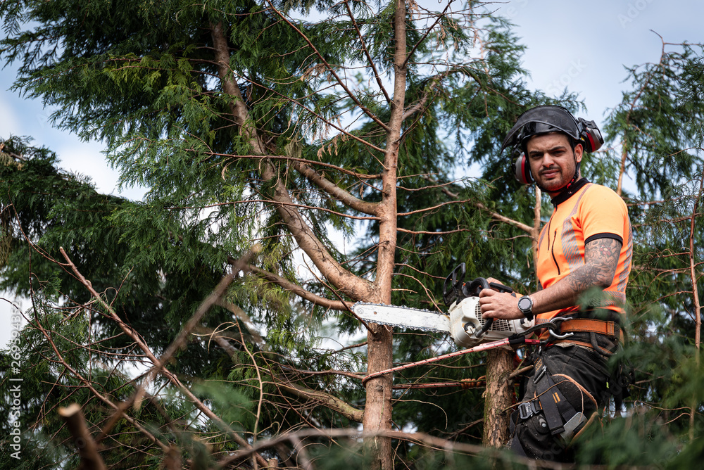 Tree surgeon hanging from ropes in the crown of a tree using a chainsaw ...