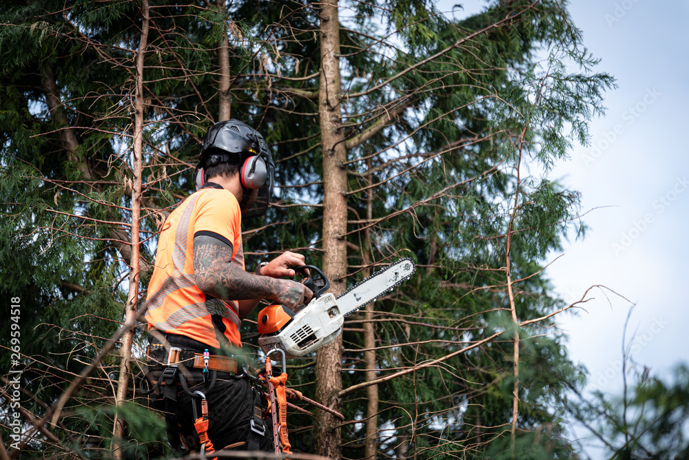 Tree surgeon hanging from ropes in the crown of a tree using a chainsaw ...