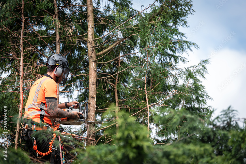 Tree surgeon hanging from ropes in the crown of a tree using a chainsaw ...