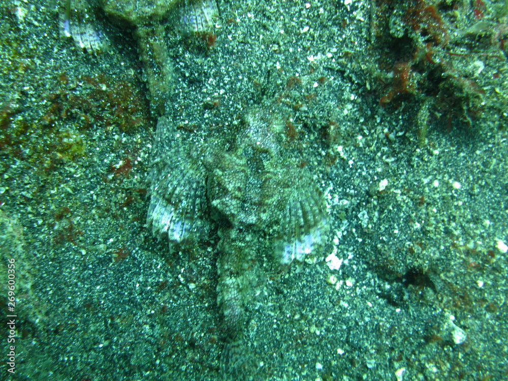 Peces pegasos en el arrecife Stock Photo | Adobe Stock