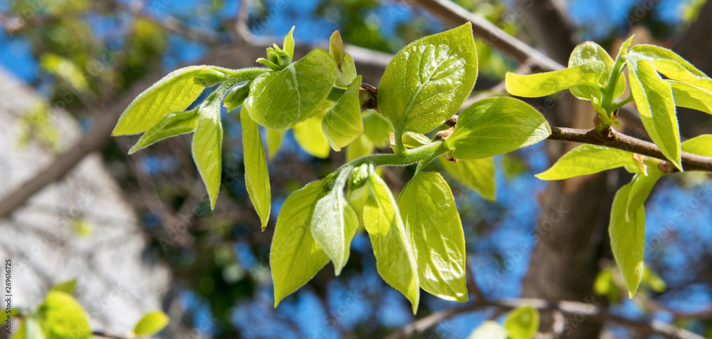 Sticky shiny young leaves of an persimmon tree. A bright green branch ...
