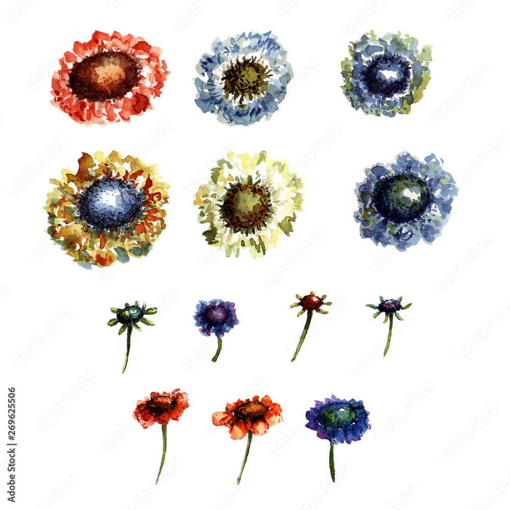 Watercolor floral set Stock Illustration | Adobe Stock