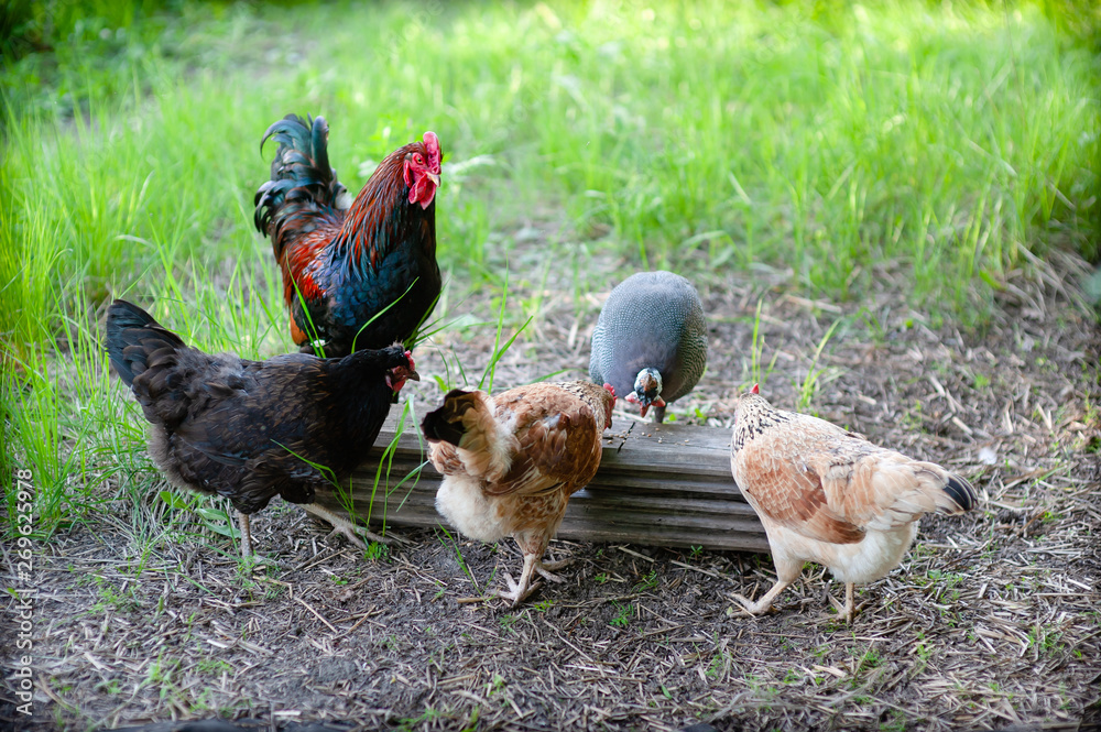 Guinea Hen And Roosters