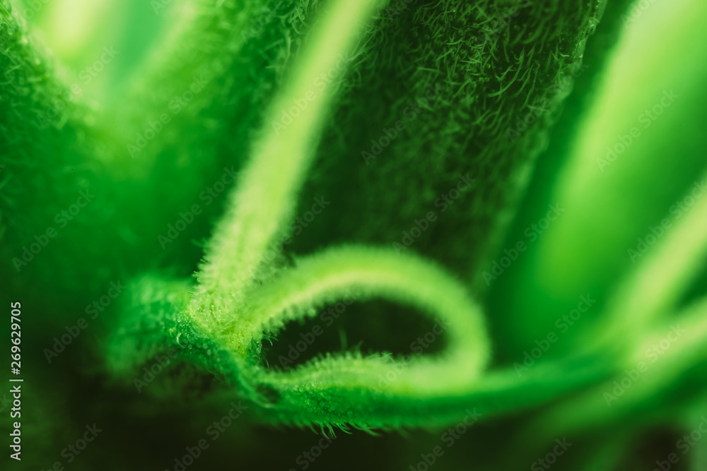 Anatomy of Medical Cannabis Indica Flowering Time - Macro Photo of ...