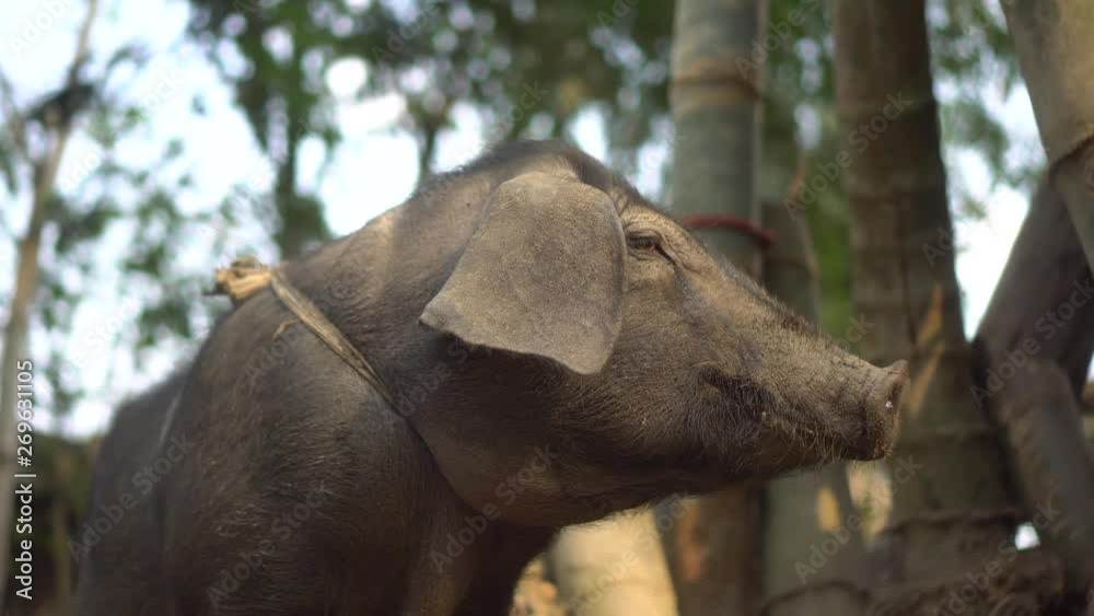 Thai native black pigs, local wild pig, in local farm in Thailand Stock ...