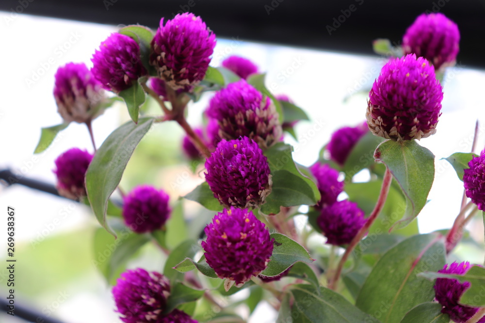 Flor Siempre viva Morada Y Fuxia foto de Stock | Adobe Stock