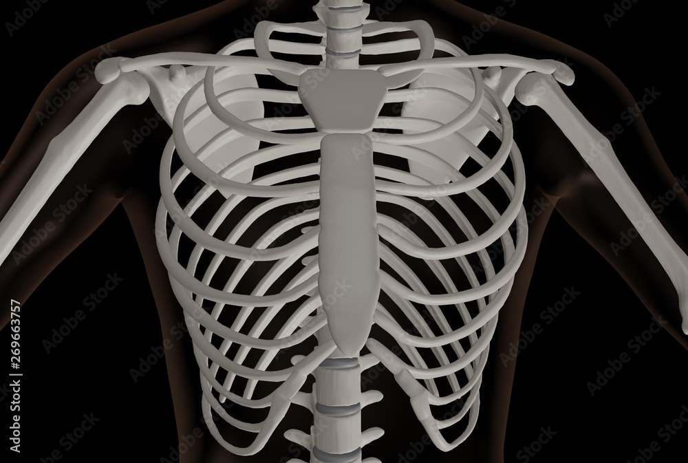 3d rendering of the chest part of the skeleton, the thoracic cavity ...