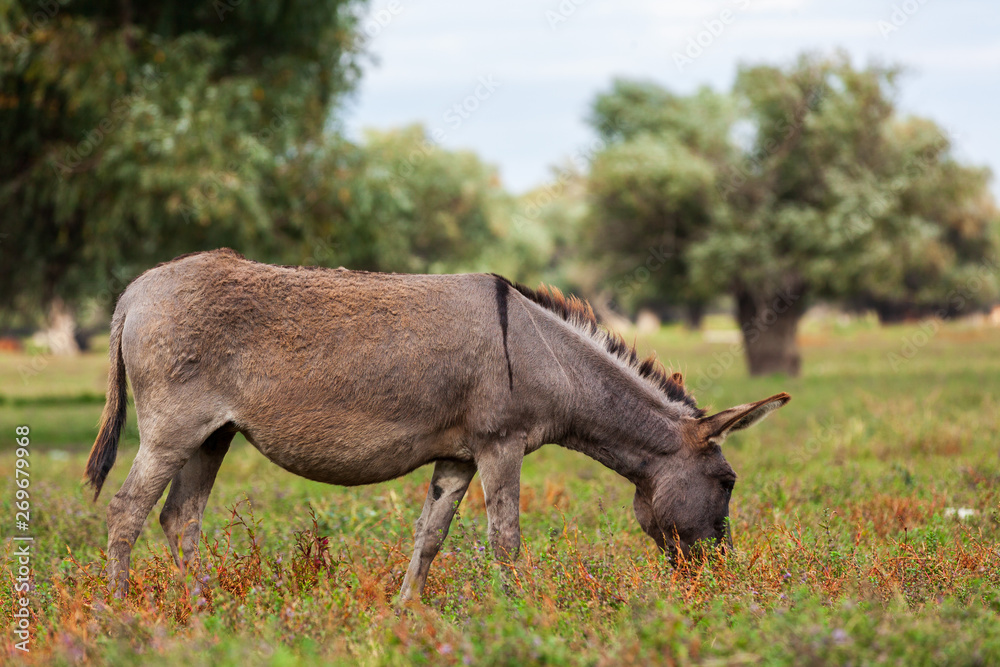 Donkey is grazing grass outdoors in nature, organic donkey breeding ...