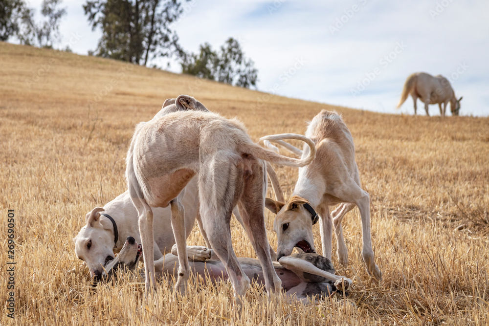 Perros de raza galgo jugando en el campo donde los caballos pastan ...