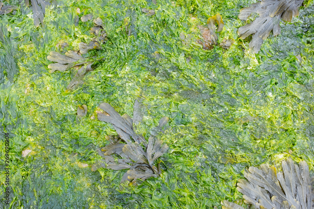 Sea weed Marine life, oceanic plants, sea colorful garden Stock Photo ...
