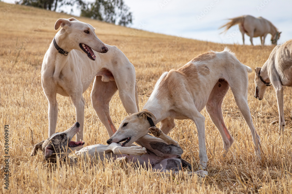 Foto de Perros de raza galgo jugando en el campo donde los caballos ...