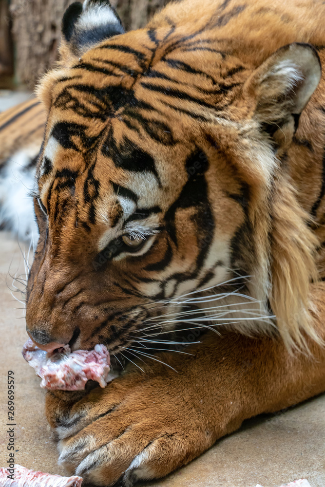 Portrait of the Tiger malayan, tigris panthera jacksoni eat fresh ...
