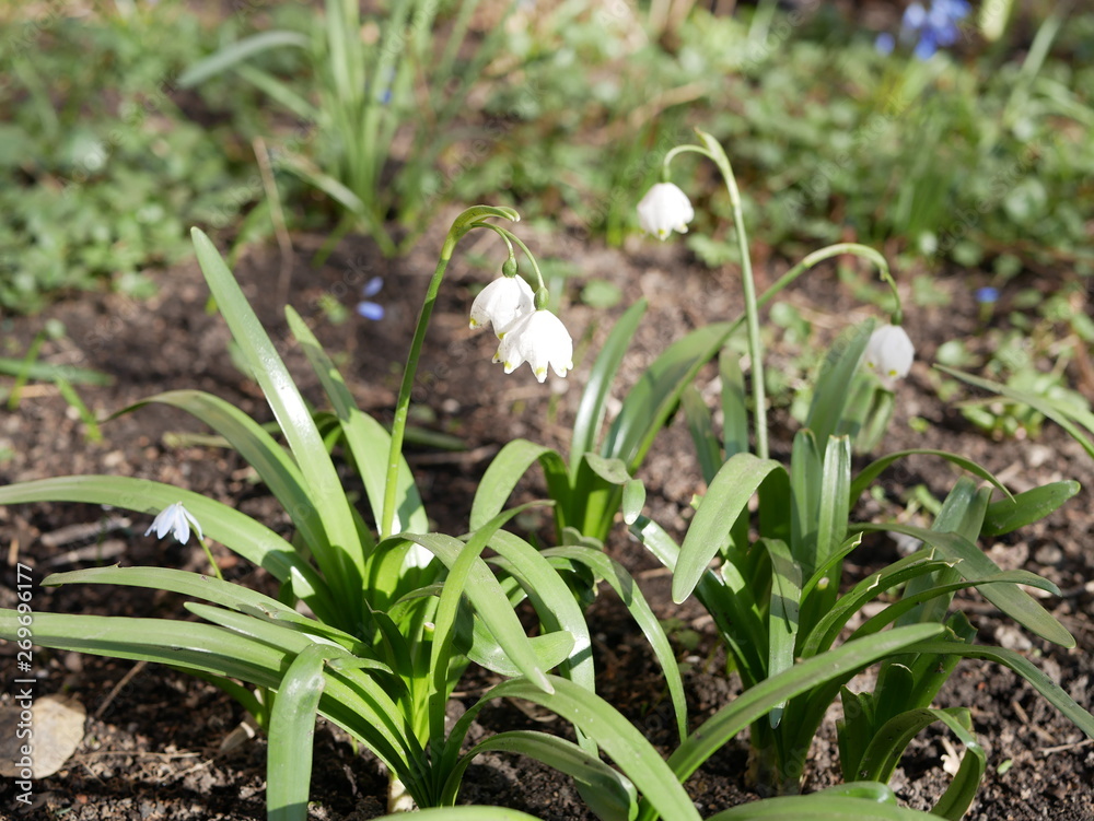 Snowflake bloom in spring in the flower bed near the house. Sunny ...