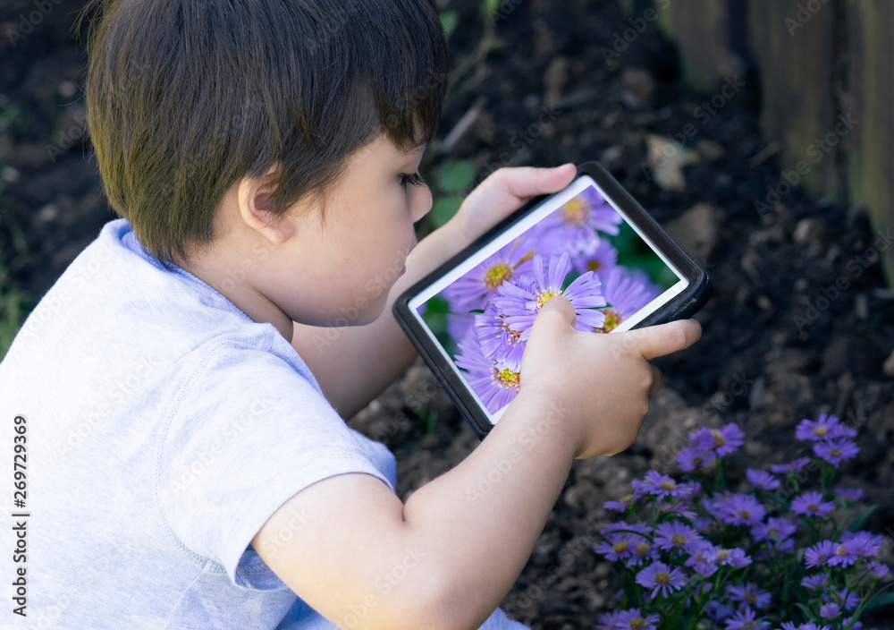 Active little boy holding a tablet taking photograph purple aster ...