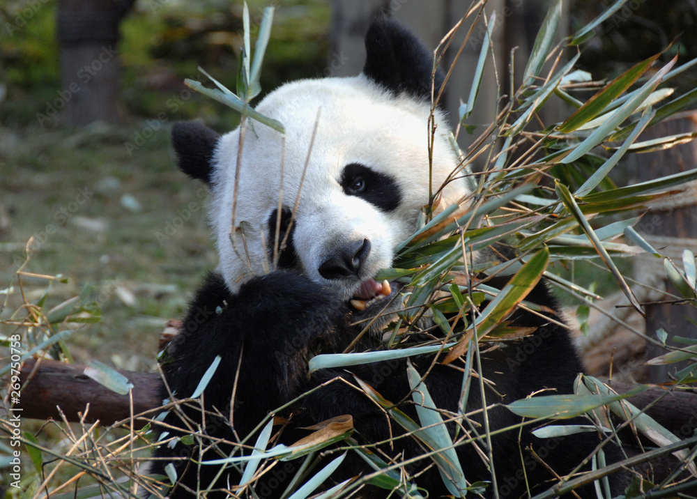 Foto de Giant Panda at Chengdu Panda Reserve (Chengdu Research Base of ...