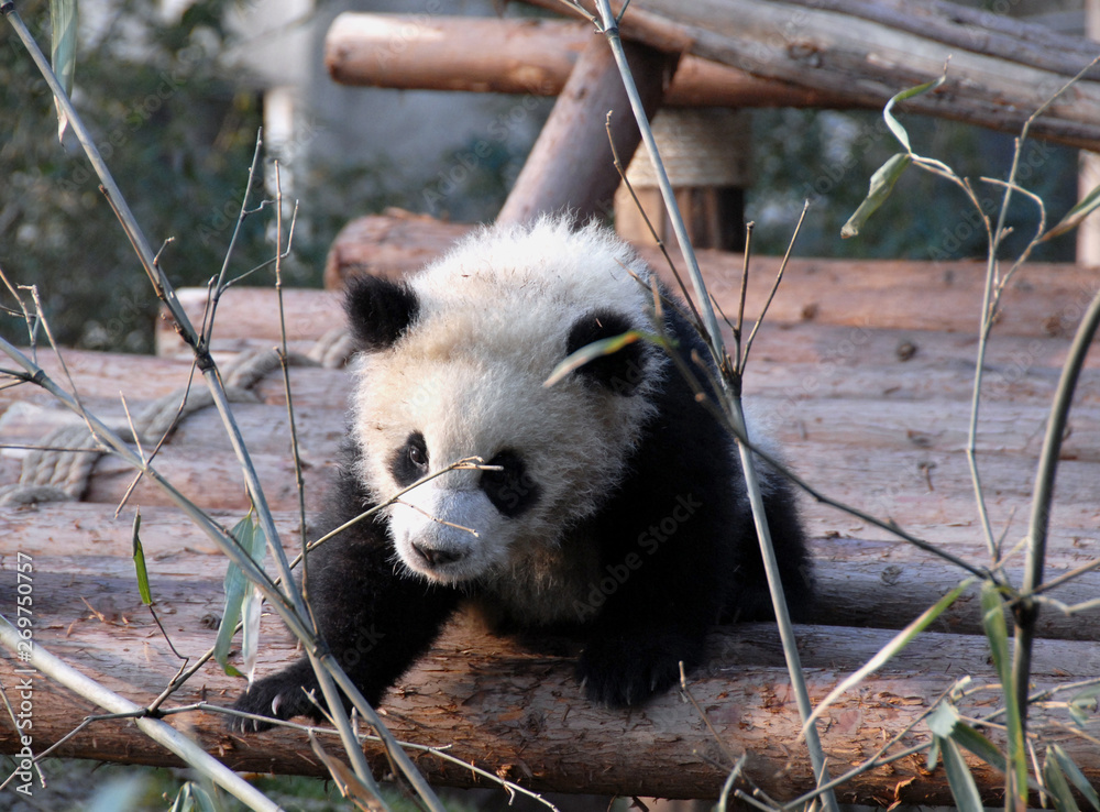 Panda cub at Chengdu Panda Reserve (Chengdu Research Base of Giant ...