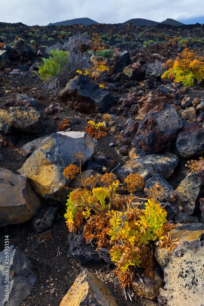 Vegetación en lavas volcánicas. Pueblo Las Caletas. Isla La Palma ...