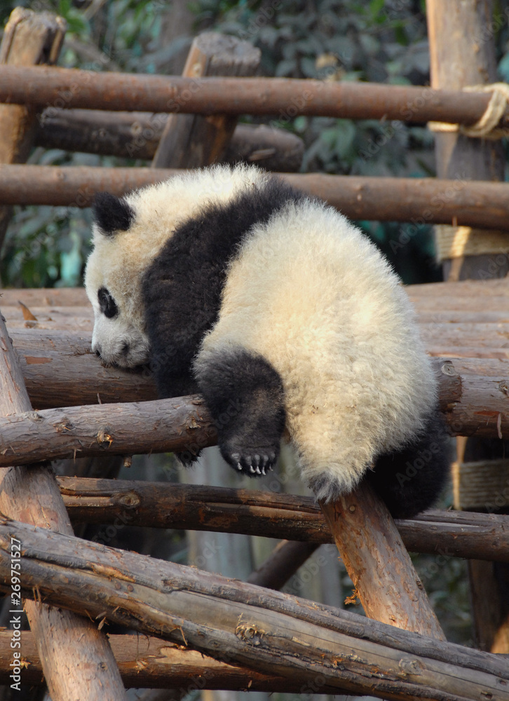 Panda cub at Chengdu Panda Reserve (Chengdu Research Base of Giant ...