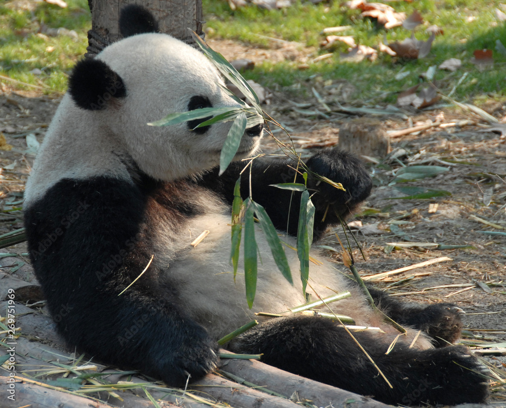 Giant Panda at Chengdu Panda Reserve (Chengdu Research Base of Giant ...
