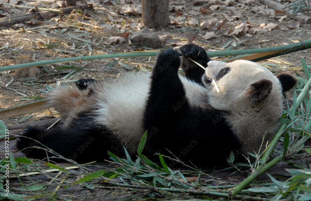 Giant Panda at Chengdu Panda Reserve (Chengdu Research Base of Giant ...