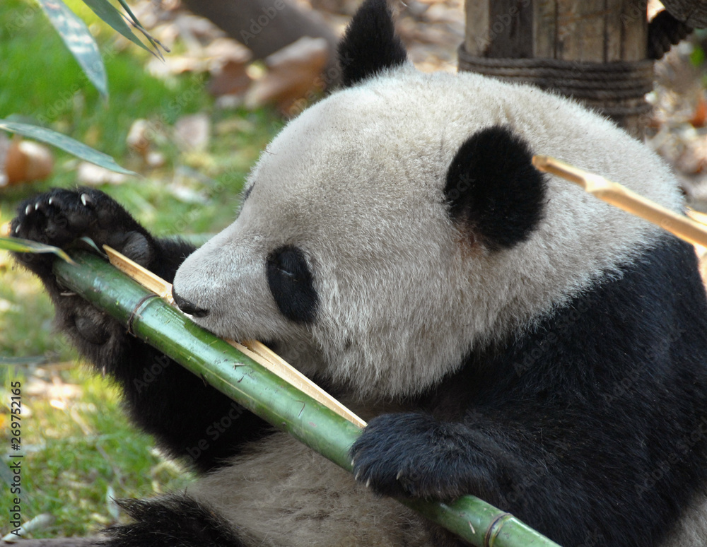 Giant Panda at Chengdu Panda Reserve (Chengdu Research Base of Giant ...