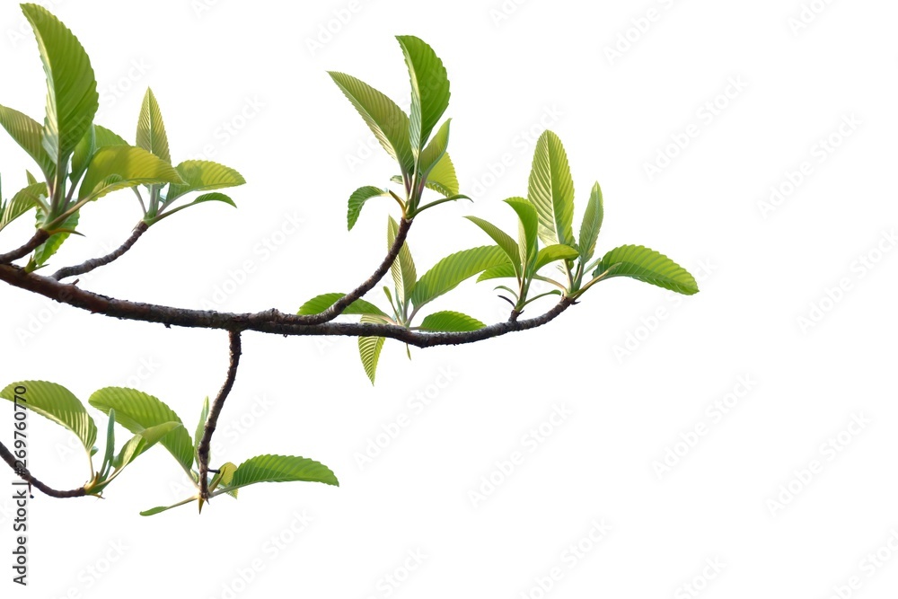 Young tropical elephant tree leaves with branches on white isolated ...