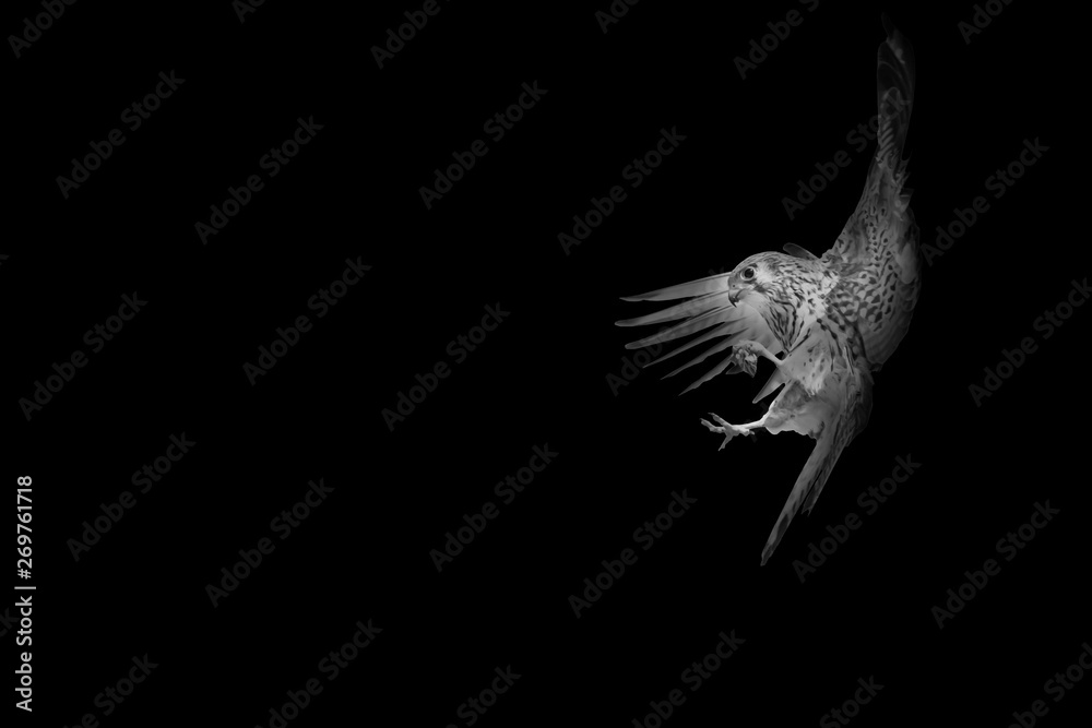 Bird landing. Flying falcon. Black background. Bird: Lesser Kestrel ...