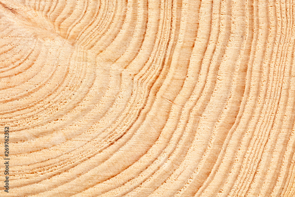Large circular piece of wood cross section with tree ring texture ...