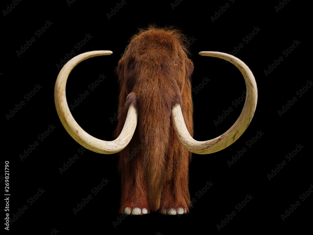 woolly mammoth, prehistoric mammal front view isolated with shadow on ...