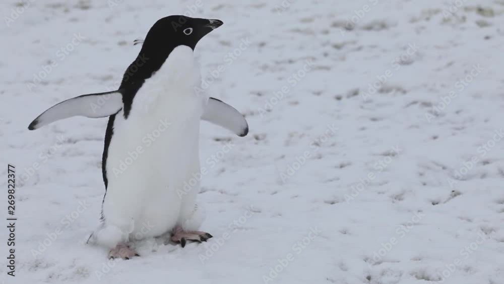 adelie penguin in Antarctica, antarctic wildlife, portrait of bird ...