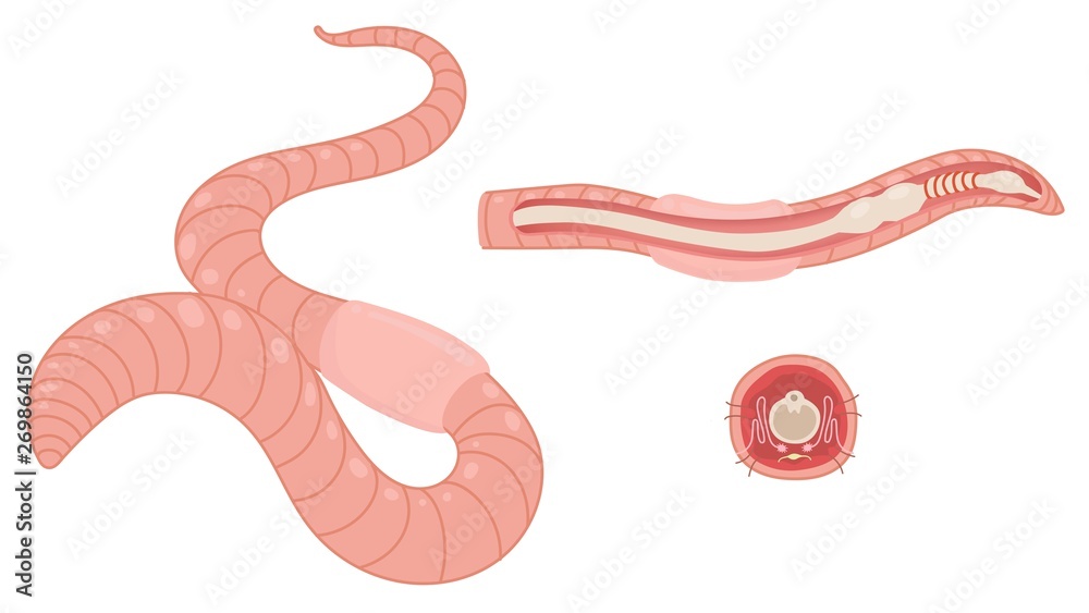 Anatomy and structure of an earthworm Stock Vector | Adobe Stock