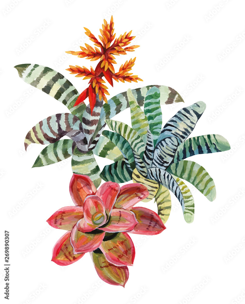 Watercolor illustration bromelia painting set Stock Illustration ...