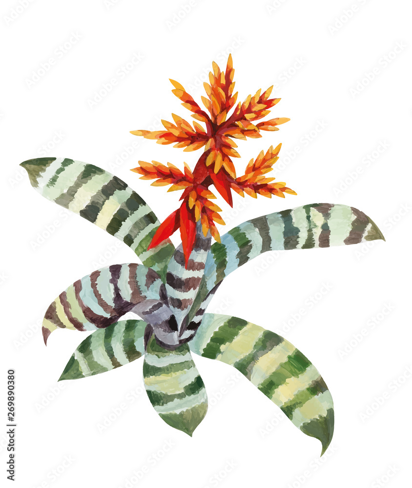 brumelia striped paint isolated plant Stock Illustration | Adobe Stock