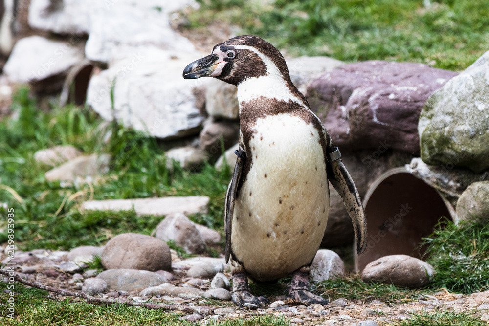 Humboldt Penguin, clumsy on land but effortless swimmers, the torpedo ...