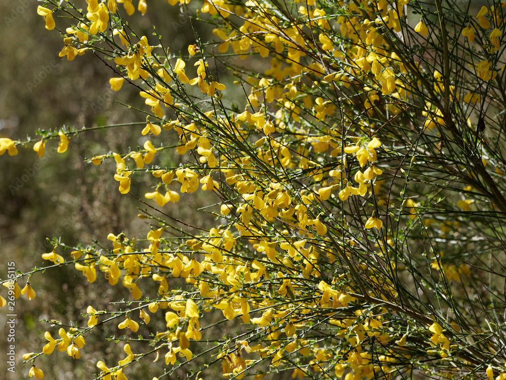 Genêt à balais (Cytisus scoparius), inflorescence printanière aux ...