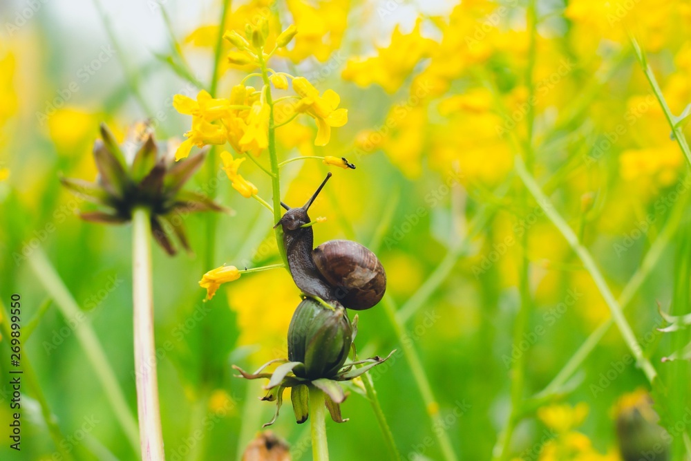 In a forest glade among beautiful yellow flowers, a snail is eating a ...