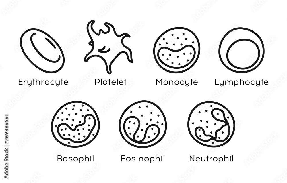 Vector line icon set of Monocyte, Lymphocyte, Eosinophil, Neutrophil ...