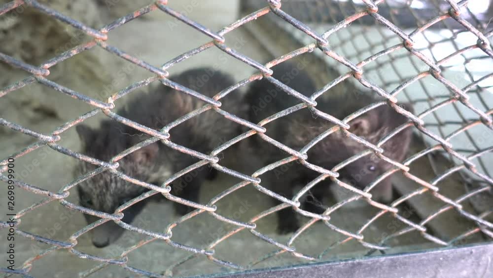 Kherson region, Ukraine - 3d of June 2018: 4K Tour to the Askania-Nova ...