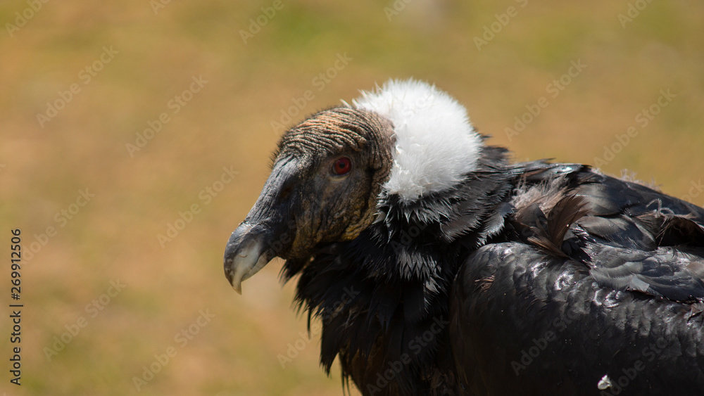 Approach to the head of a female Andean condor seen in profile with ...