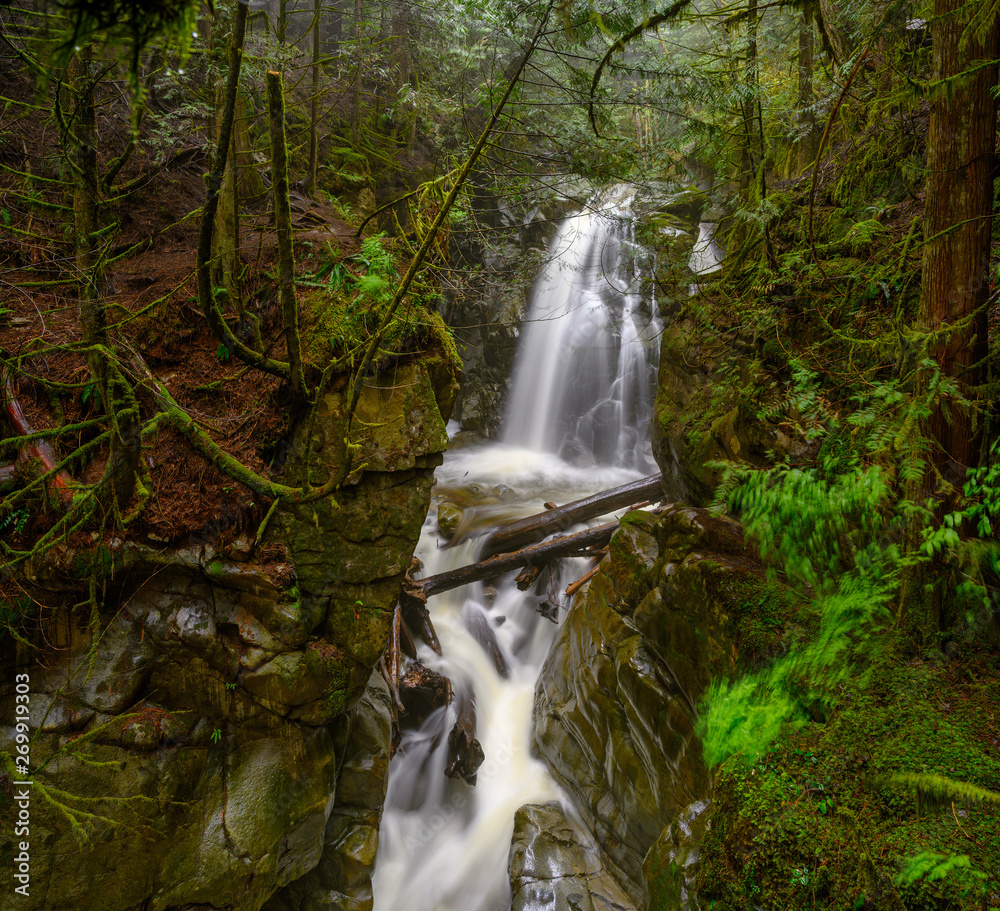 Cypress Creek running through a rough terrain in a dark rainforest with ...