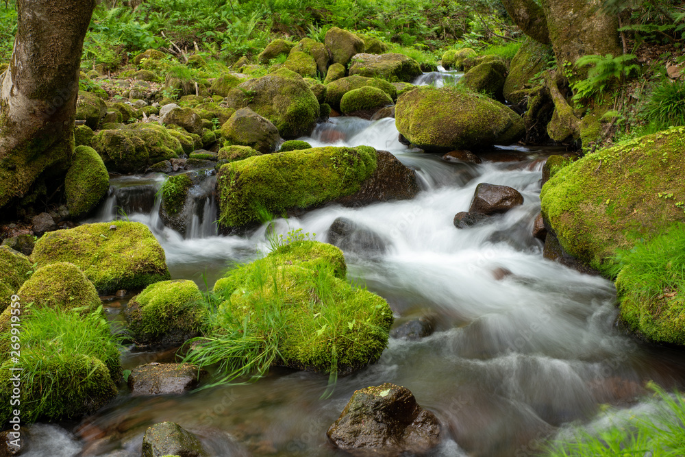 木谷沢渓流 鳥取県 大山中腹の渓流 Stock Photo | Adobe Stock