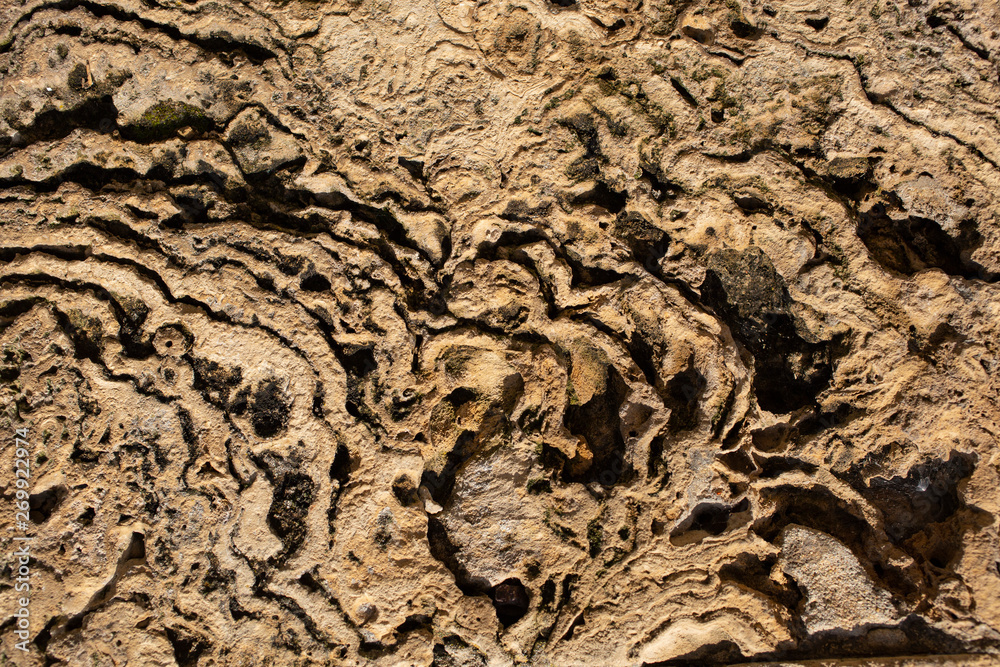 The texture of marine sedimentary rock, used in finishing works in ...