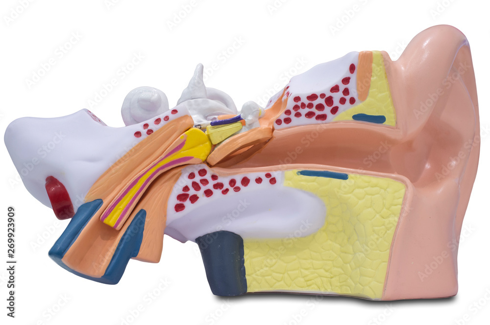 Artificial human ear model. Ear model for science classes Stock Photo ...