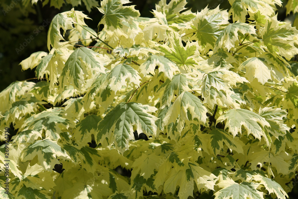 Foliage of Norway maple (Acer Platanoides) Variegata. Cultivar ...