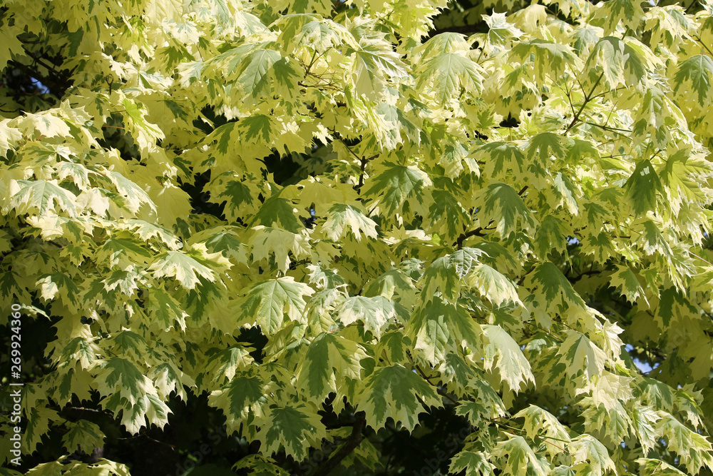 Foliage of Norway maple (Acer Platanoides) Variegata. Cultivar ...