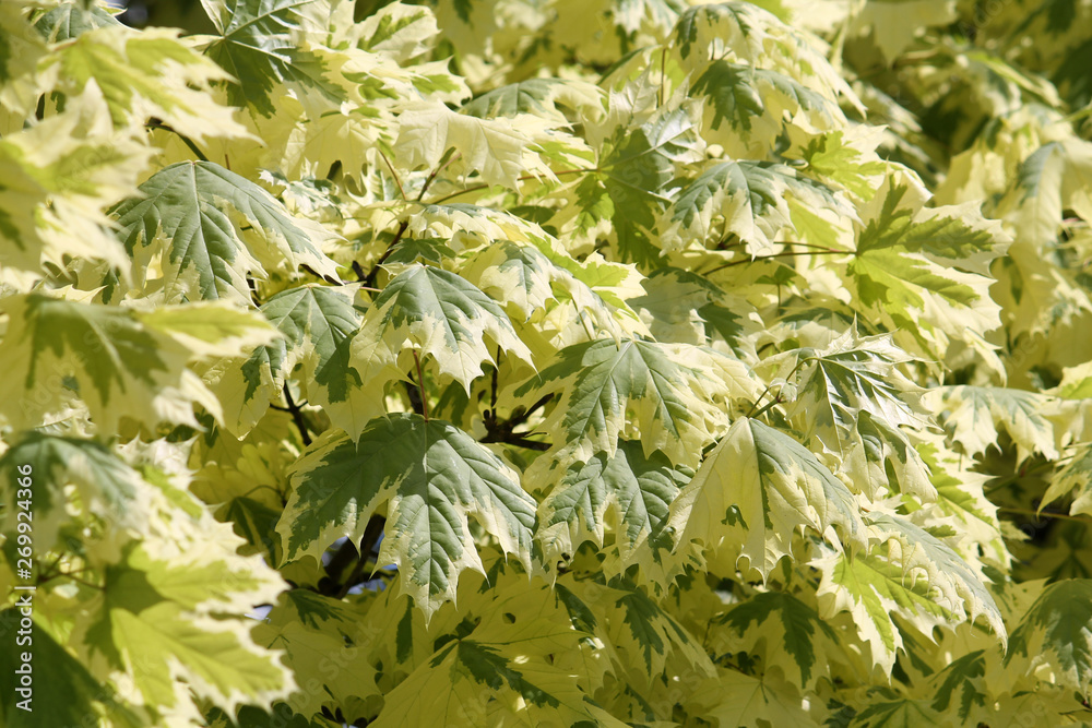 Foliage of Norway maple (Acer Platanoides) Variegata. Cultivar ...