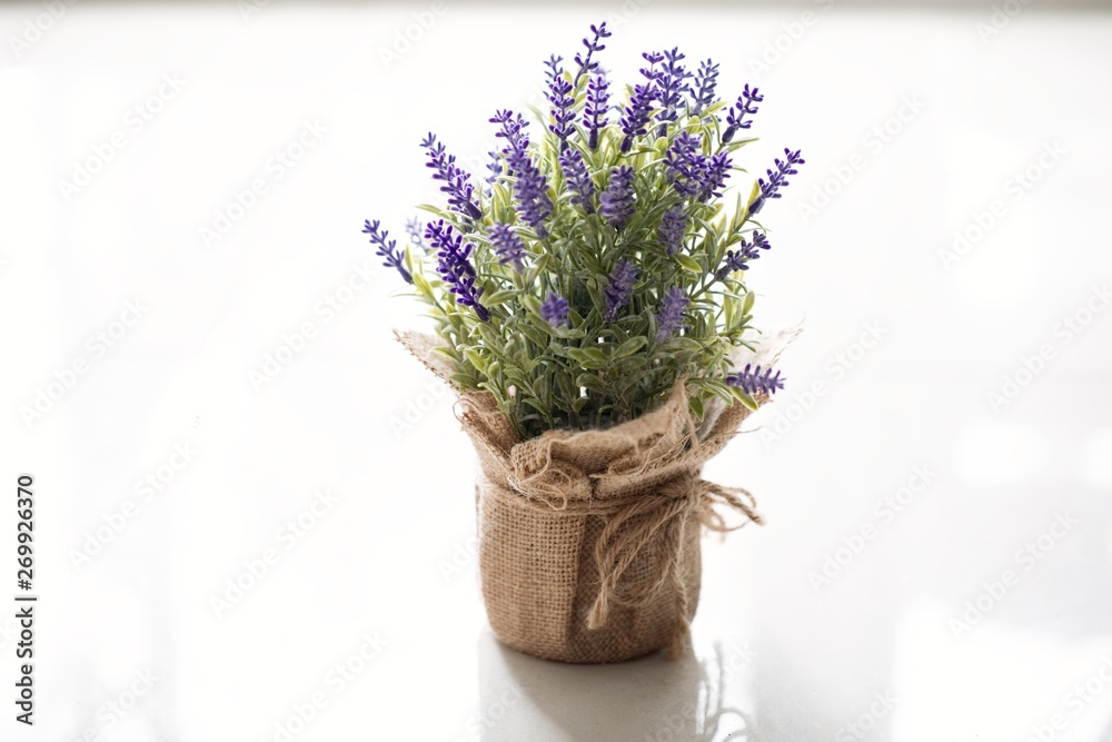 Lavender Stock Photo | Adobe Stock