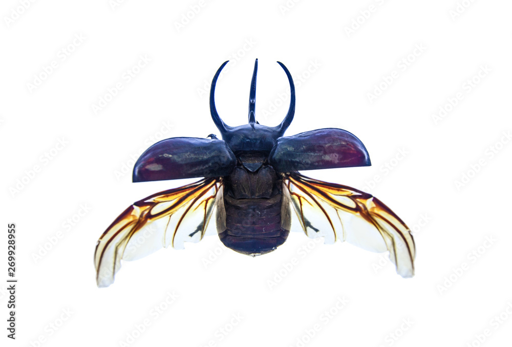 giant bug atlas with wings isolated on white background Stock Photo ...